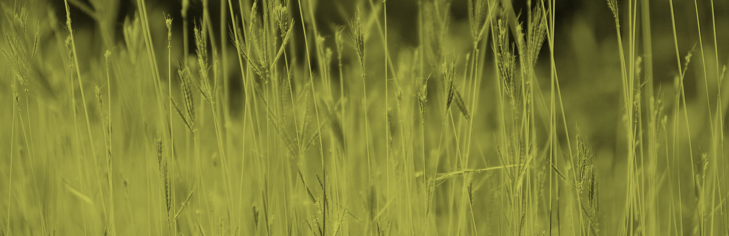 Fieldbg